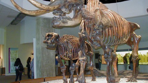 American Alliance of Museums – American Alliance of Museums